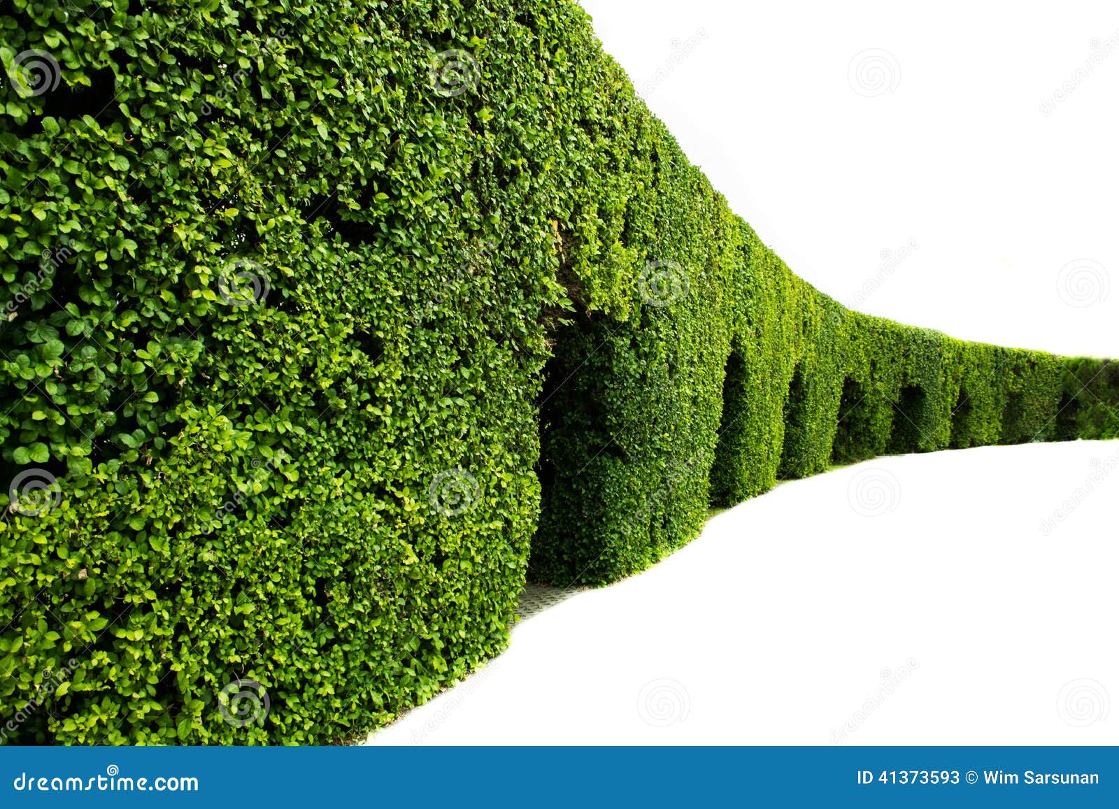 Curved wall of green hedge stock image. Image of hedge - 41373593