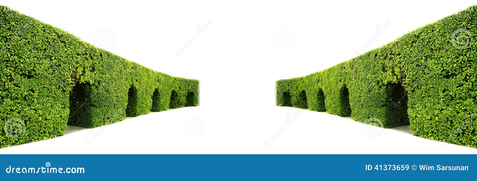 Curved wall of green hedge stock image. Image of botany - 41373659