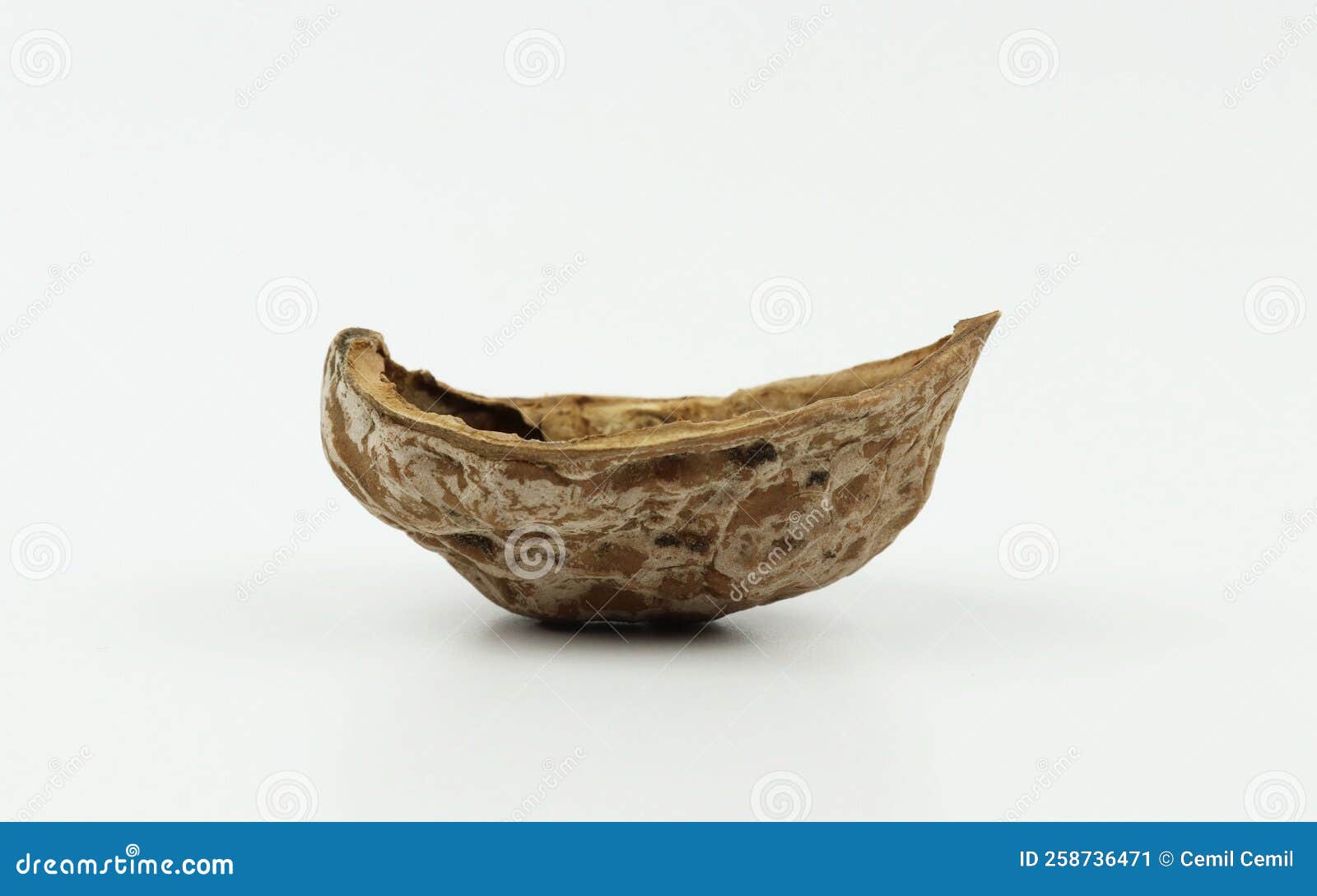 Curved Walnut Shell in Ship Shape on White Background Stock Image ...