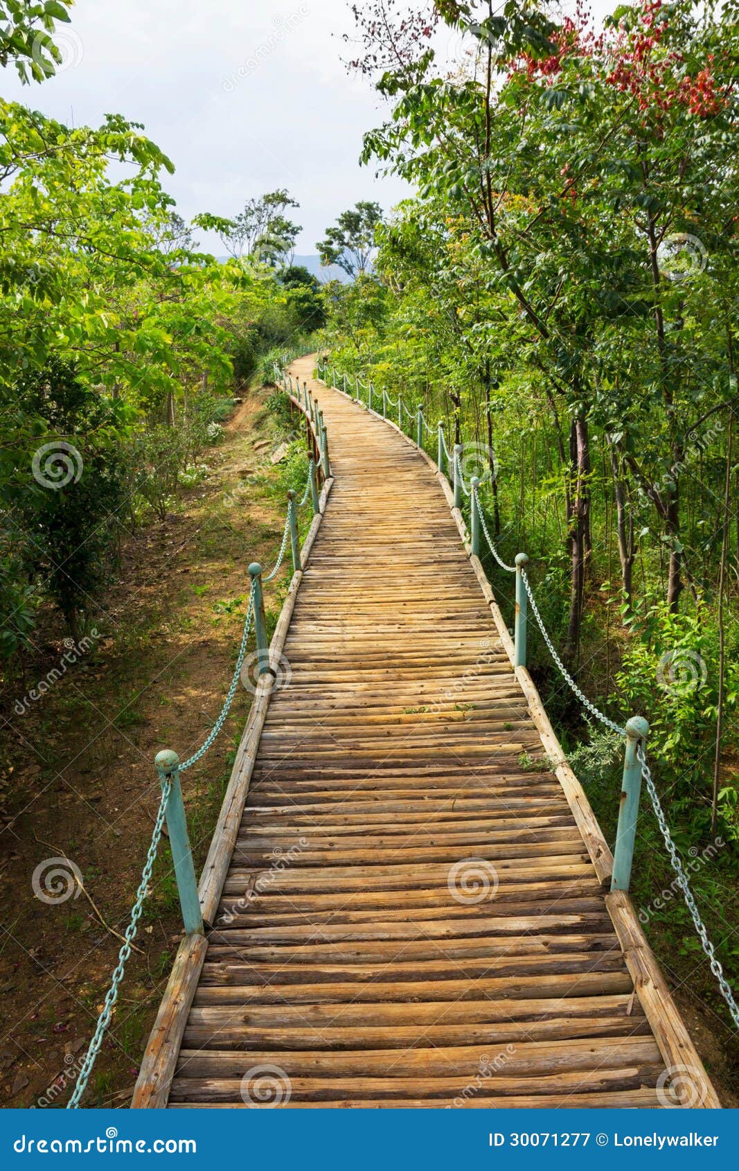 Wooden Footpath stock image. Image of nature, green, summer - 30071277
