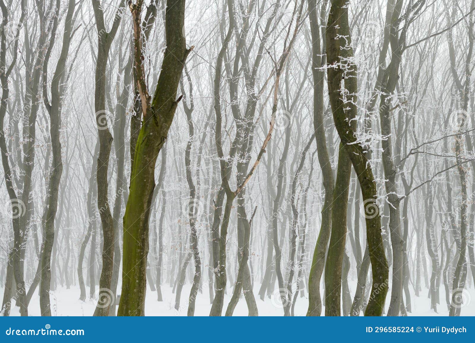 Trees curving stock photo. Image of wood, nature, curving - 296585224