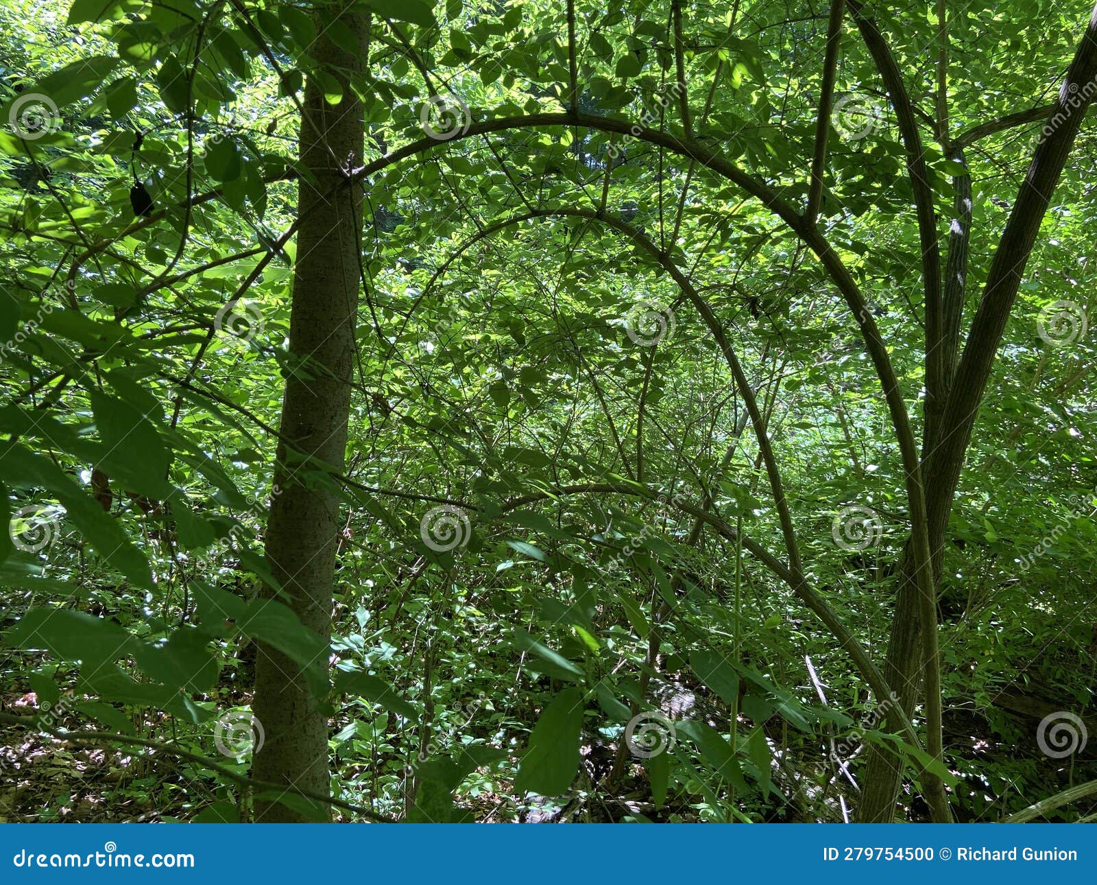 Curving Branches with Green Leaves in the Forest in Spring in May Stock ...