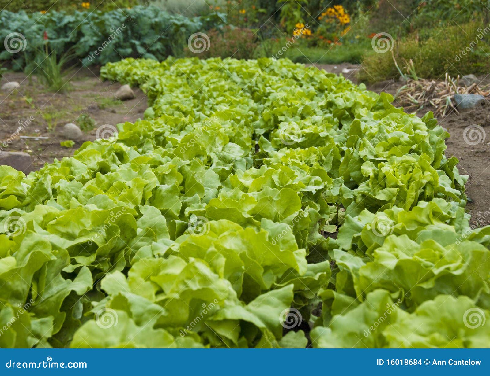 Curving Narrow Row of Lettuce Plants Stock Photo - Image of food, leafy ...