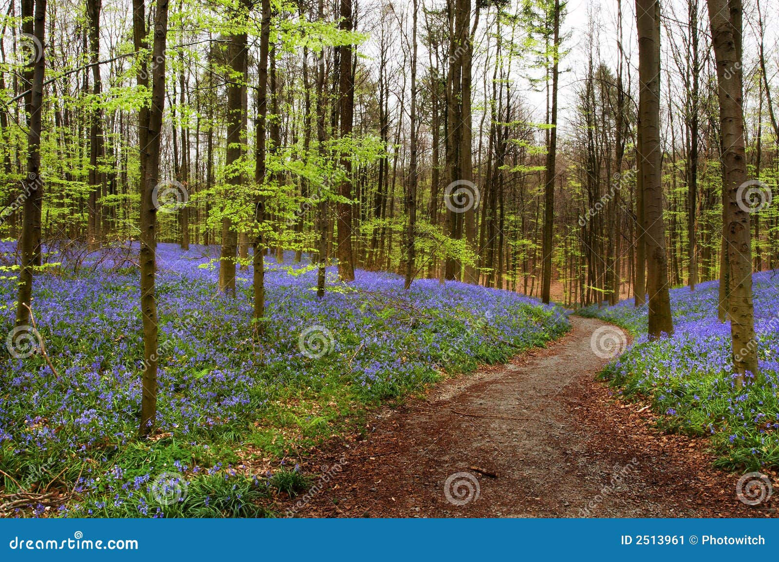 Curving path stock image. Image of color, colors, blooming - 2513961
