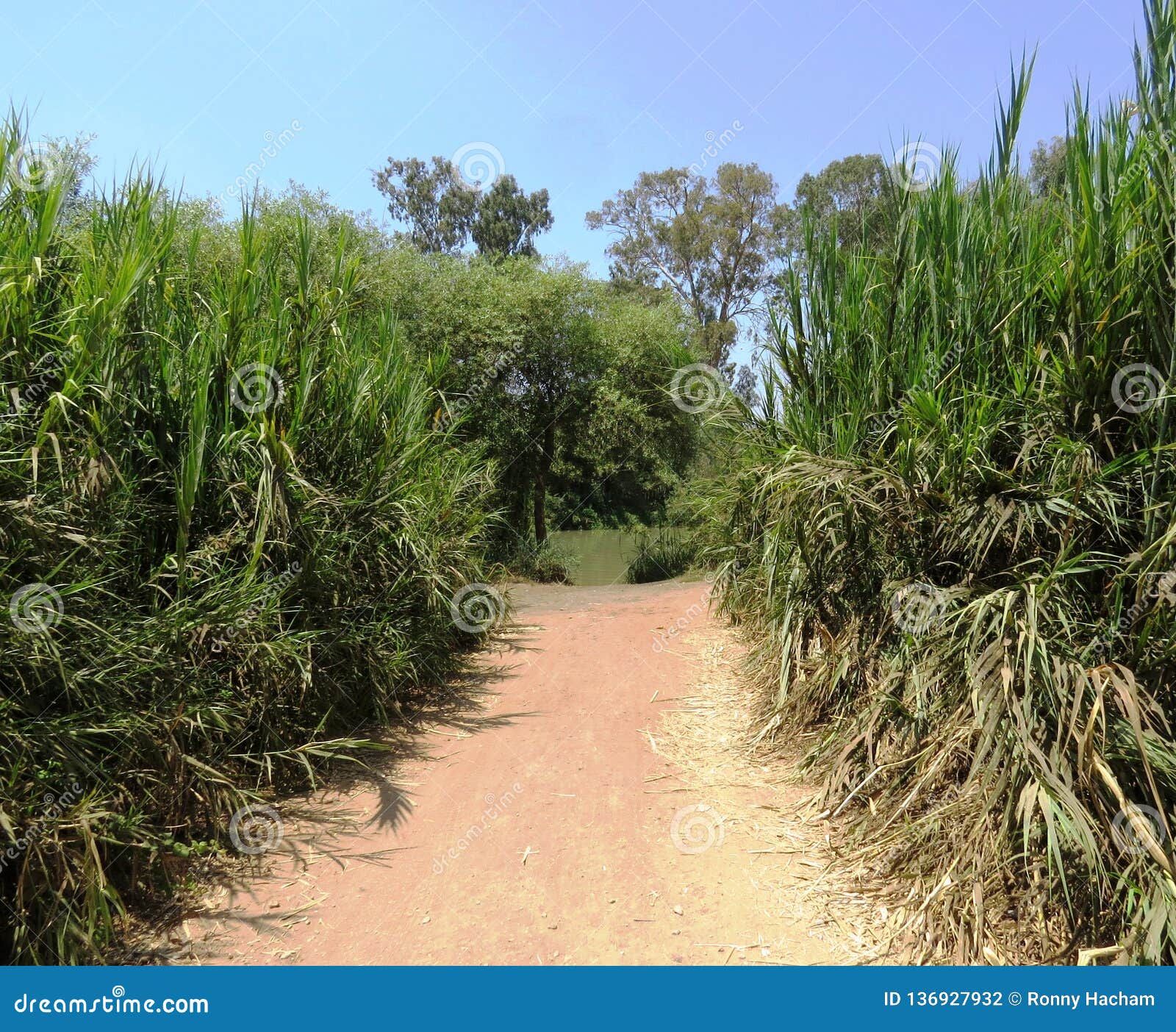 Path in the bushes stock photo. Image of track, shows - 136927932