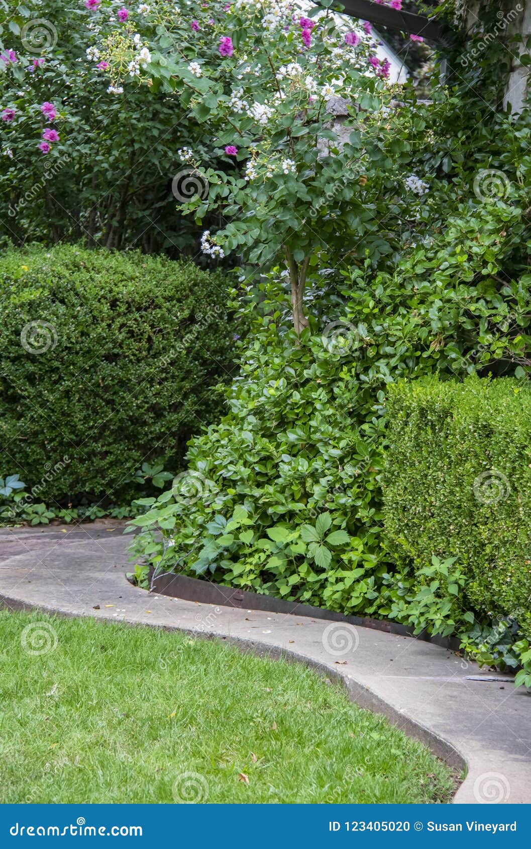 Curving Path through Hedges and Plants and Flowering Trees Stock Photo ...