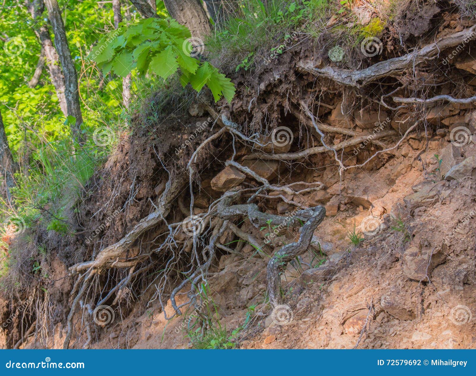 The Curving Roots of a Tree on a Hillside in the Woods. Stock Photo ...