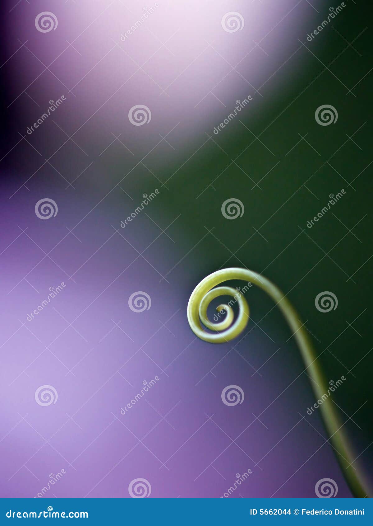 Curving stem of plant stock photo. Image of curls, stalk - 5662044