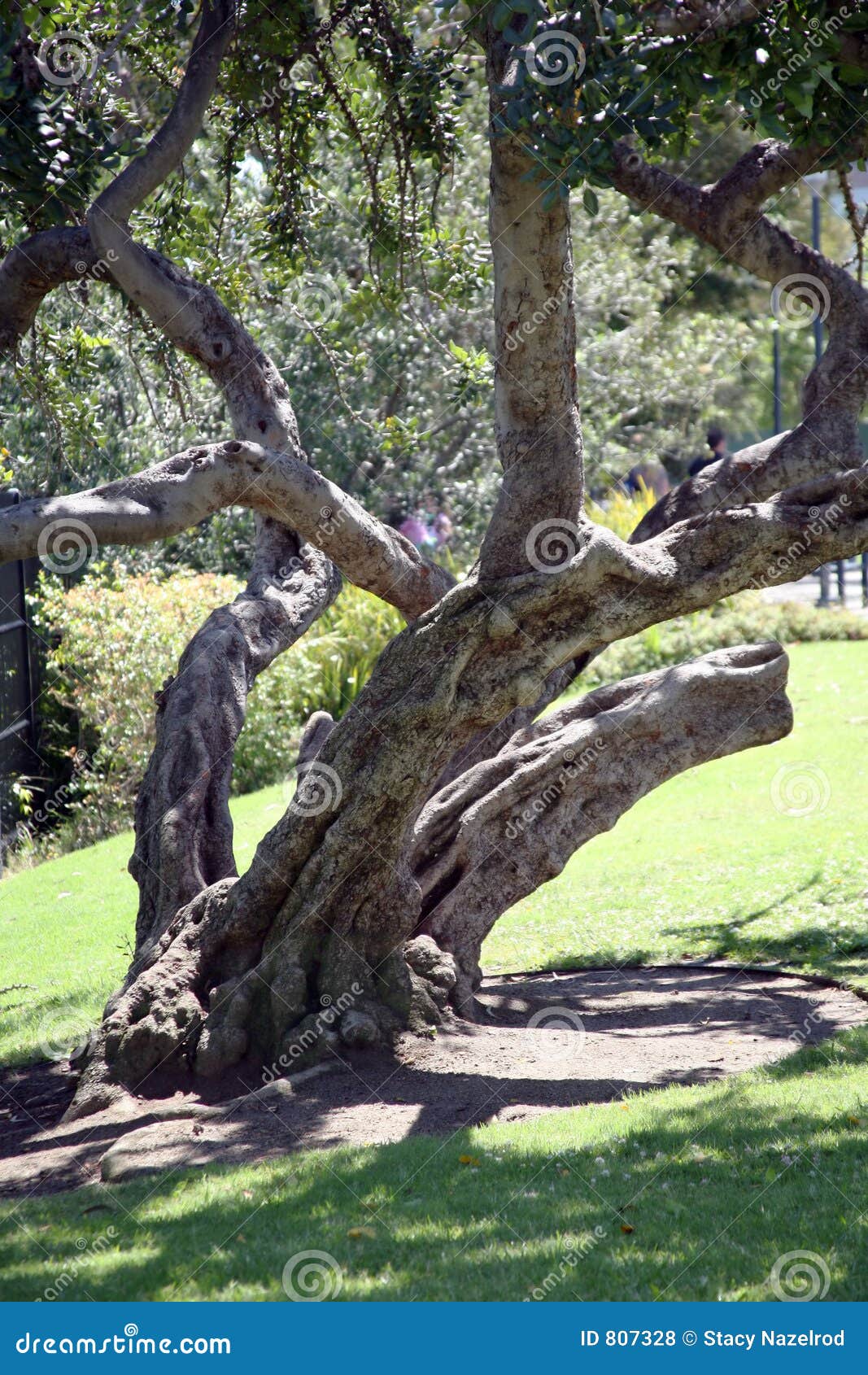 Curving tree background stock photo. Image of spring, idyllic - 807328