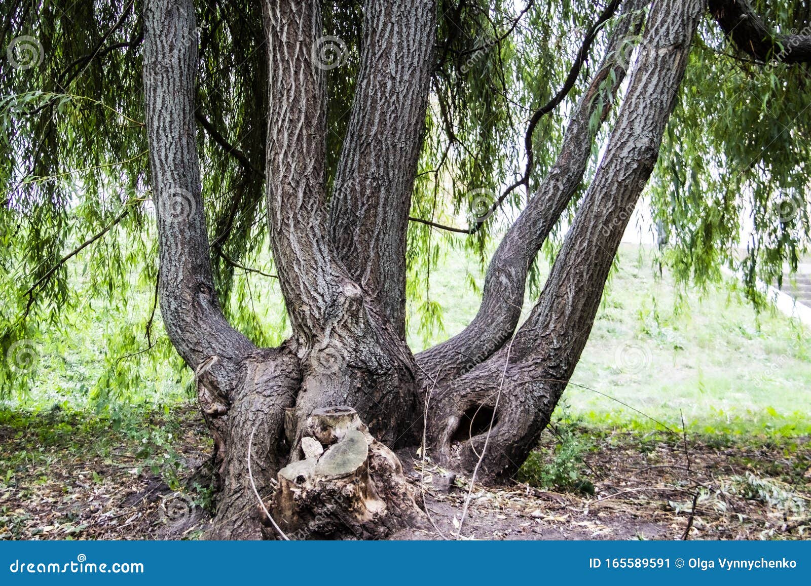 A Curving Tree in the Park. Nature. Green Leaves. Green Background ...