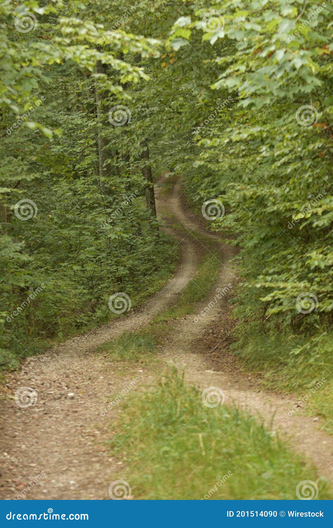 Curvy Dirt Path through the Woods in a Cool Afternoon Stock Photo ...