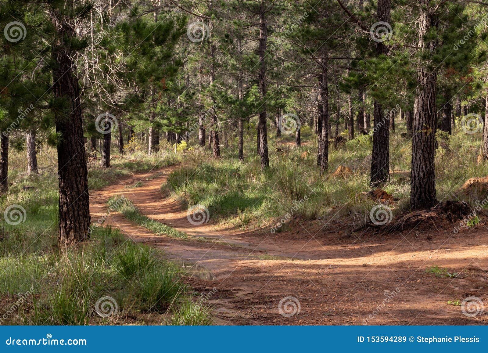 Curvy path in forest stock image. Image of track, curvy - 153594289
