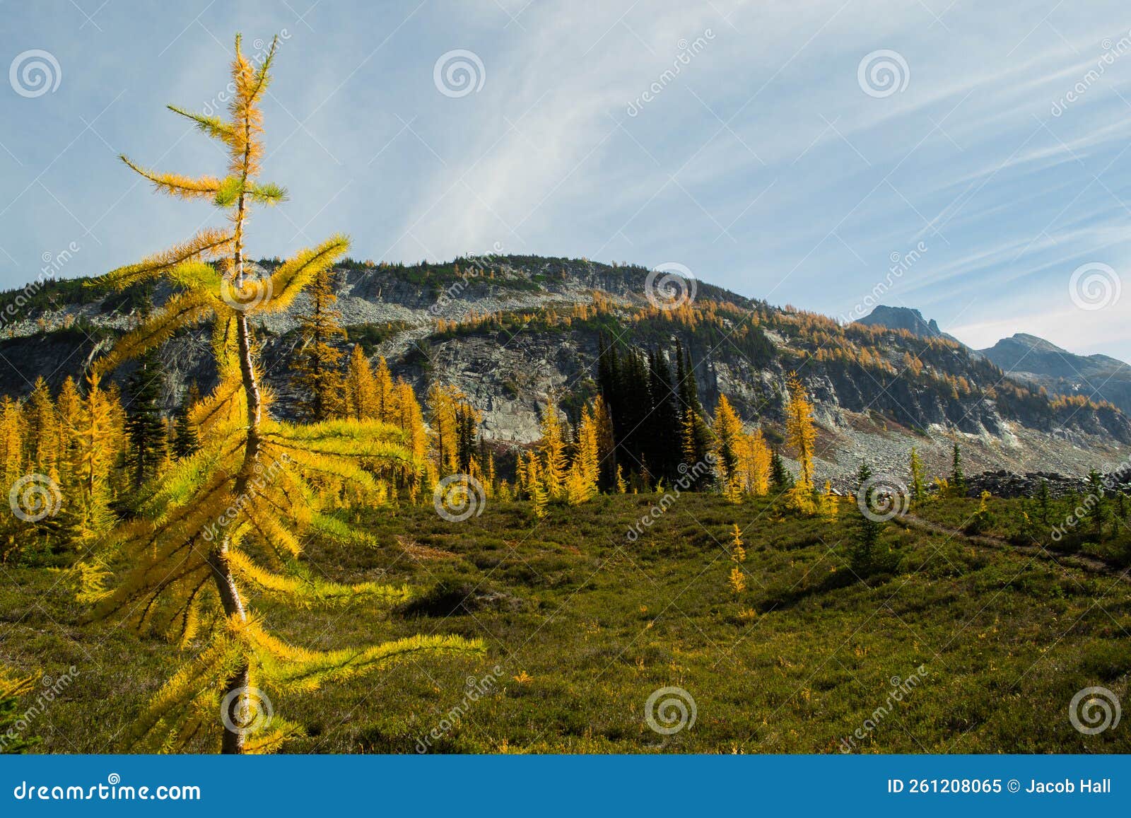 Curvy Larch in the Fall in the Cascades Stock Image - Image of mountain ...