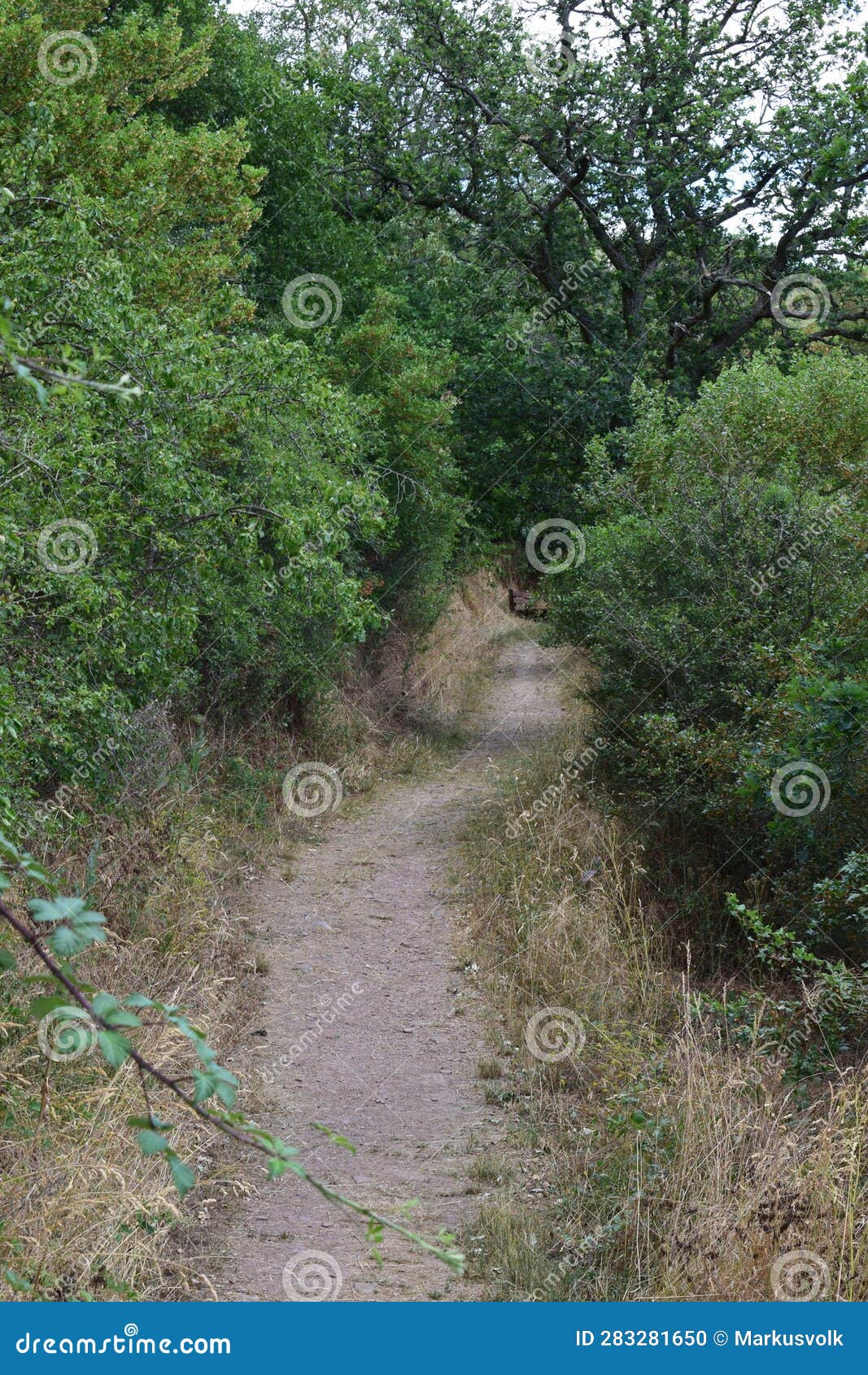Curvy narrow hiking trail stock photo. Image of walk - 283281650