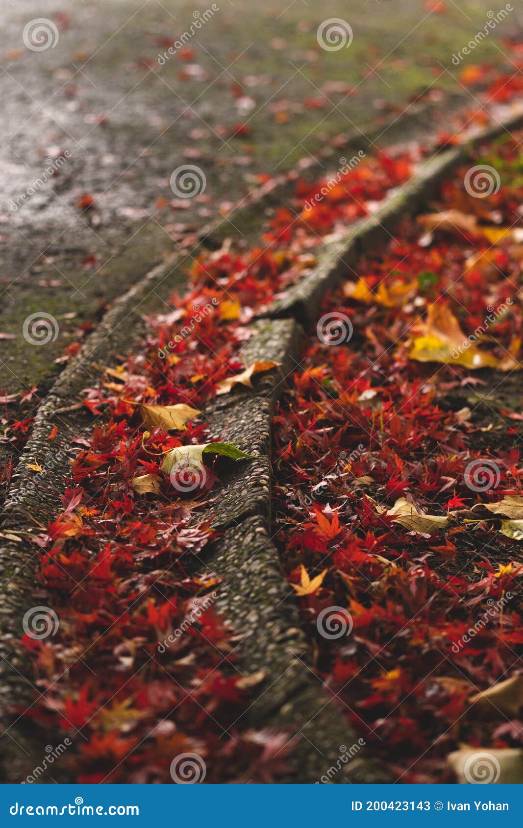 Curvy Path In Tropical Rainforest Stock Photography | CartoonDealer.com ...