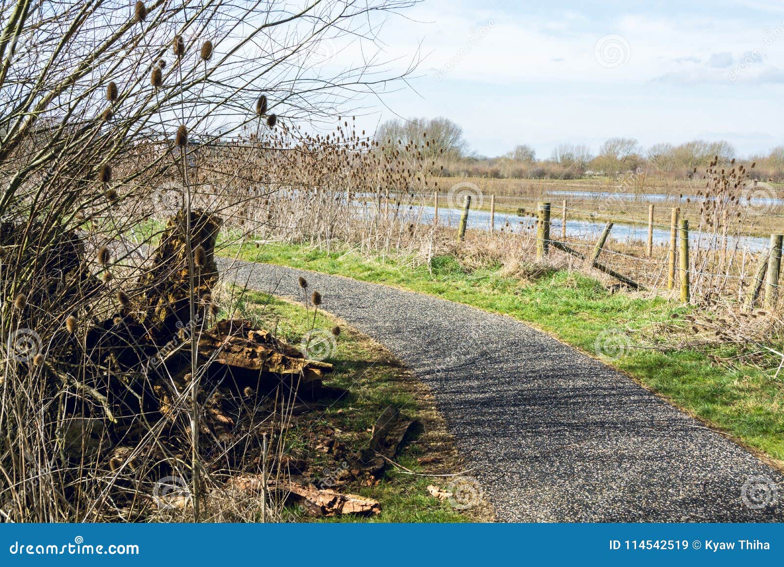 Curvy Path at Floodplain Forest with Dried Thistles on the Side Stock ...