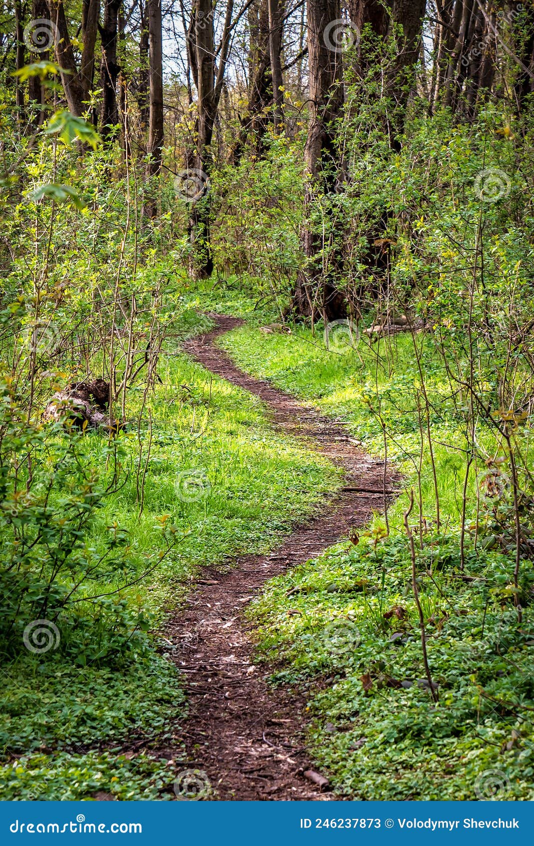 Curvy Pathway Through The Muddy Decorative Pond Made Of Barrel Shaped ...