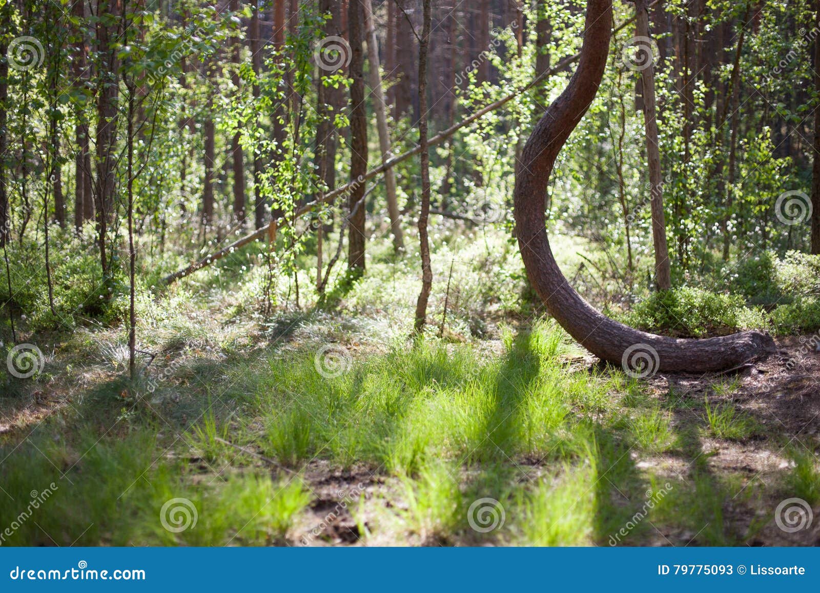 Curvy Pine Tree In The Marsh And Sunshine Creating Shadows Royalty-Free ...