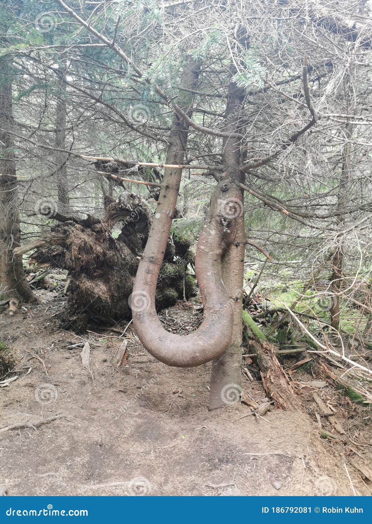 The curvy Tree stock image. Image of animal, wildlife - 186792081