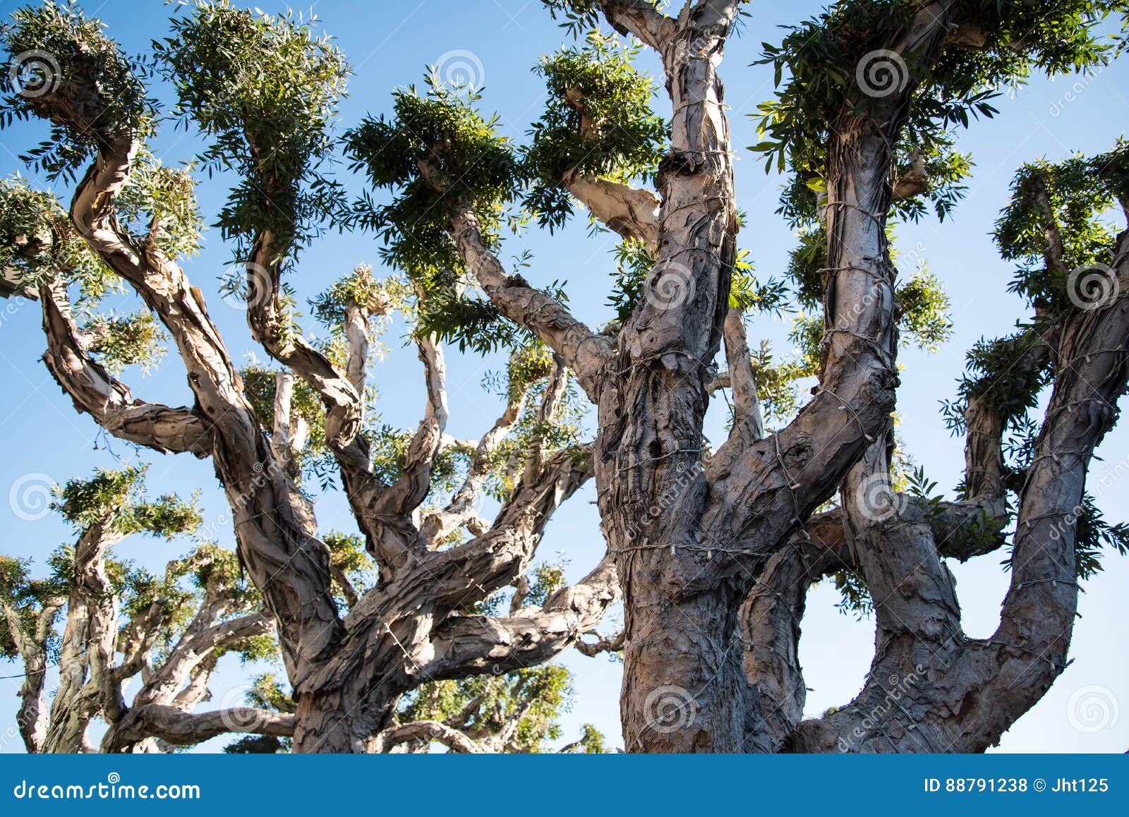 Curvy tree branches stock photo. Image of calm, camera - 88791238