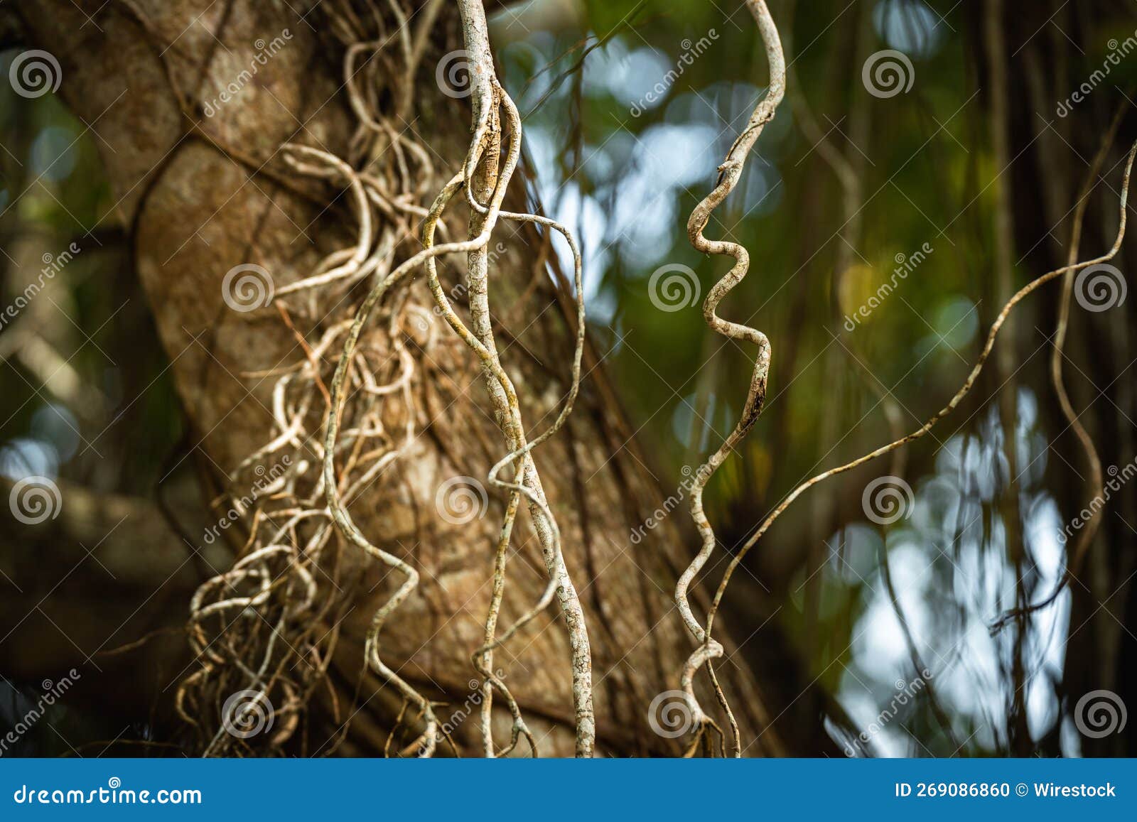 Curvy Tree Branches in a Jungle in Malaysia. Stock Photo - Image of ...