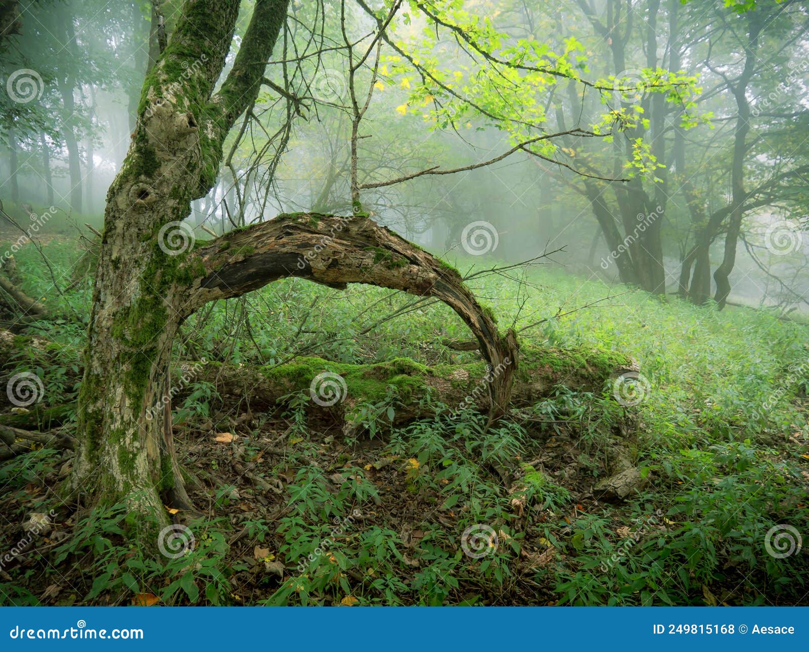Curvy tree in misty forest stock photo. Image of nature - 249815168