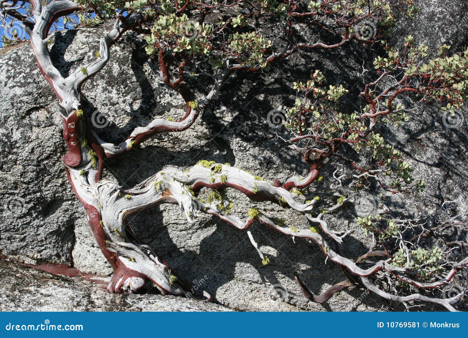 Curvy tree on the rock stock image. Image of bent, tree - 10769581
