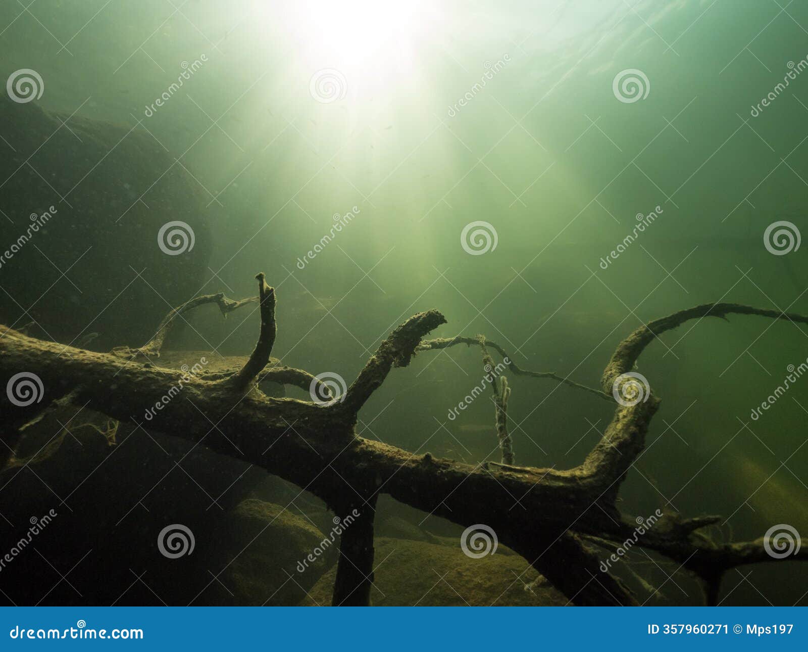 Curvy Tree Trunk Underwater in Forest Lake Stock Image - Image of trunk ...