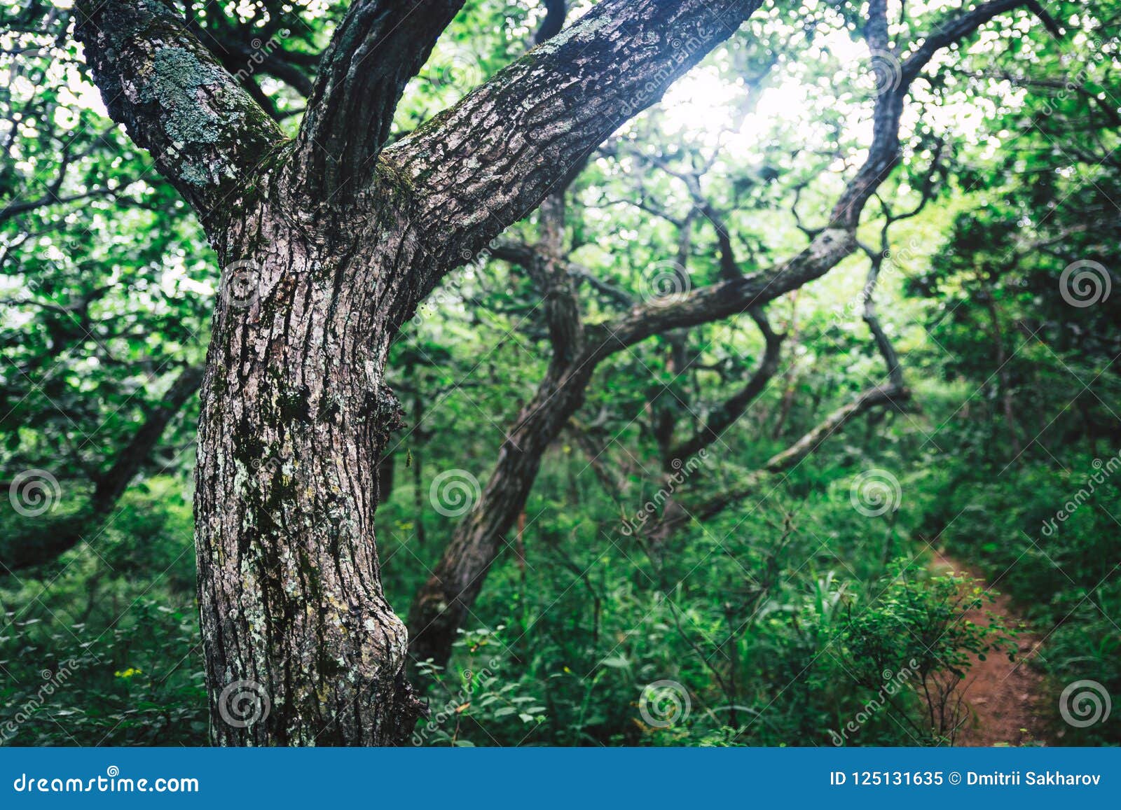 Curvy Tree Trunks, Natural Background Image Stock Image - Image of ...