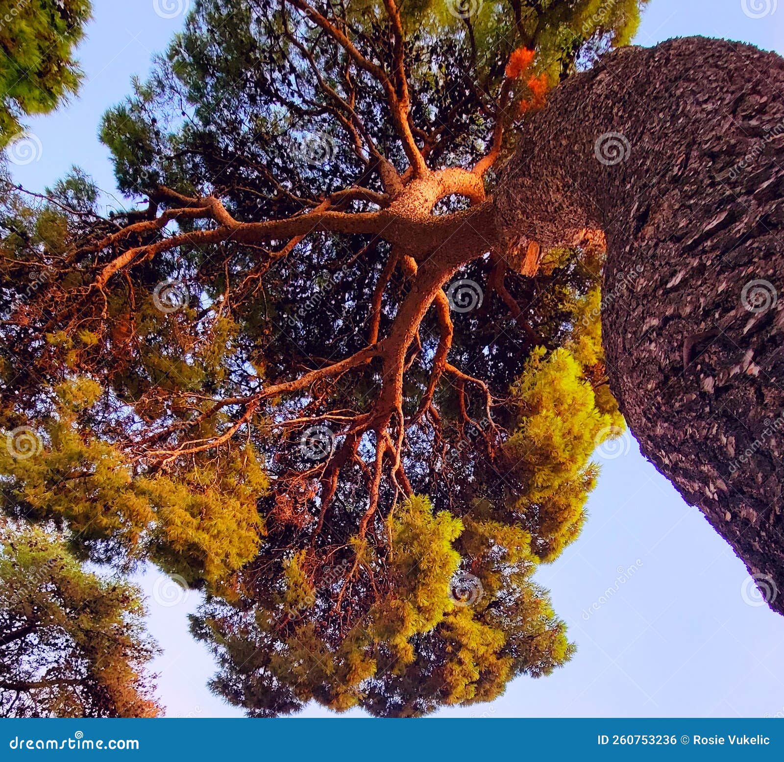 Curvy Tree with Wide Canopy at Park in Zadar Stock Photo - Image of ...