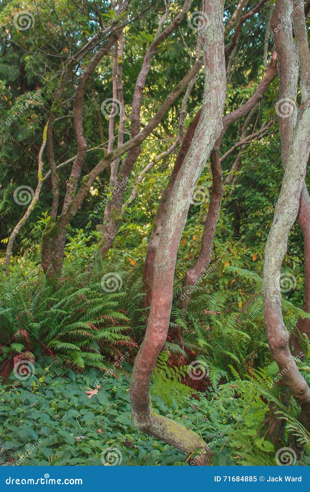 Curvy Trees stock image. Image of environment, beauty - 71684885
