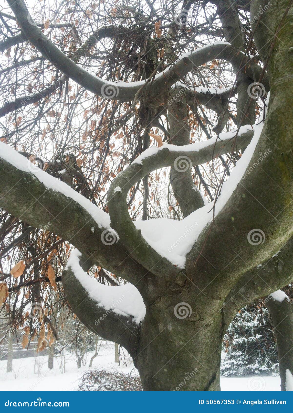 Curvy Twisty Unique Tree with Snow in Winter Stock Image - Image of ...