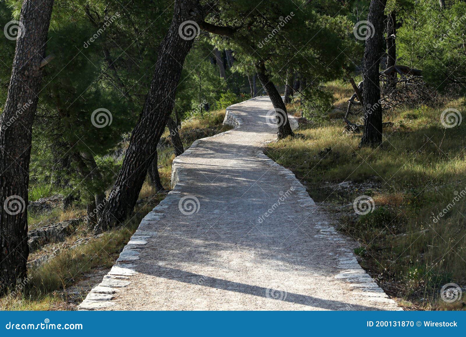 Curvy Walking Path through a Forest Stock Photo - Image of trail, tree ...