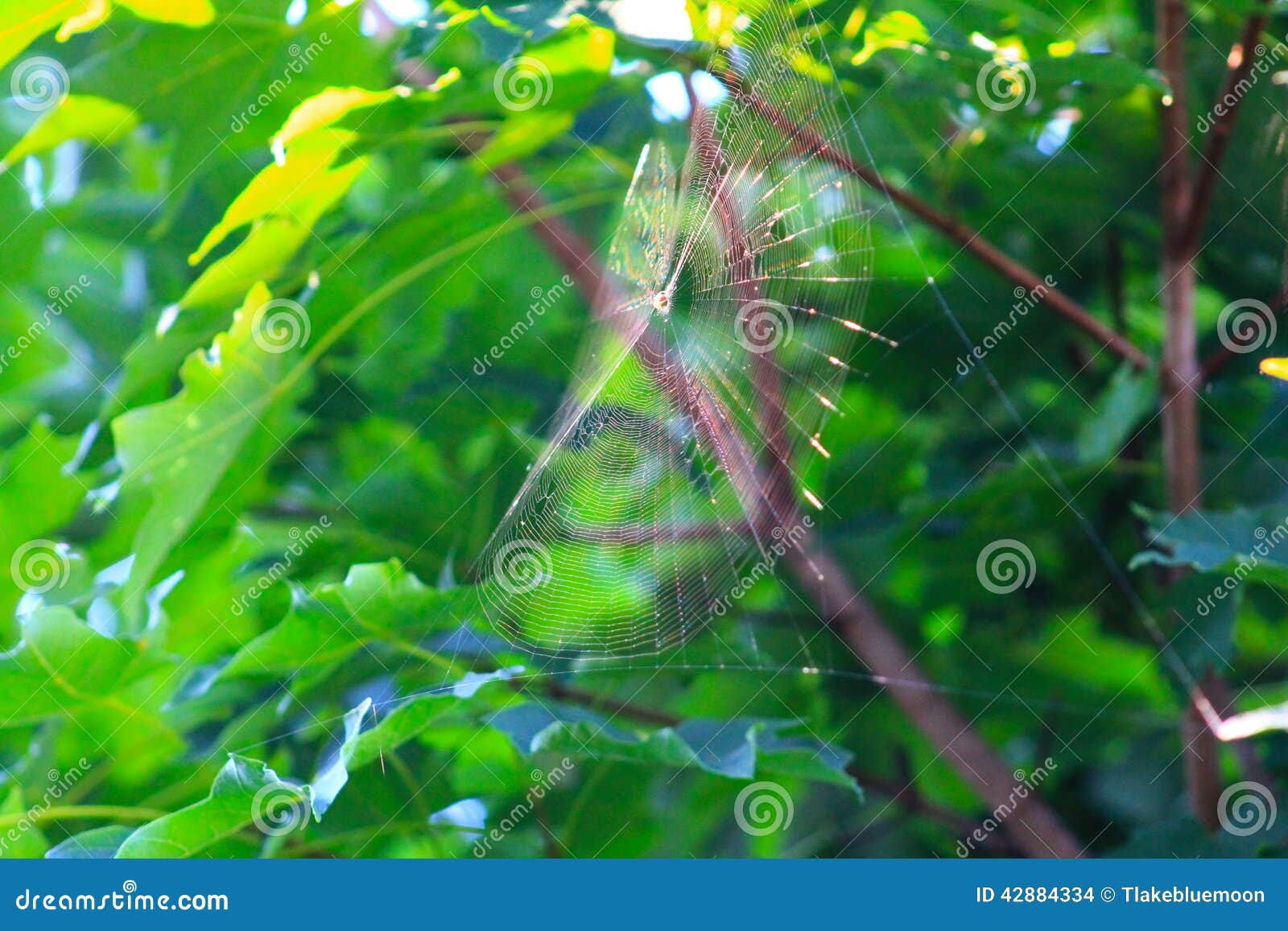 Curvy Web stock photo. Image of curved, wind, blowing - 42884334