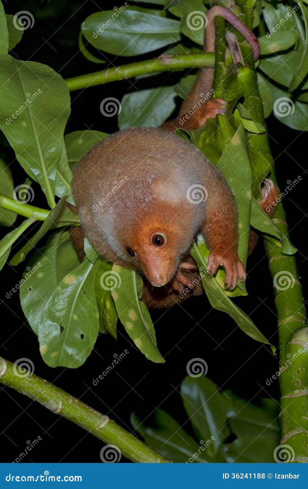 Cuscus Indonesian Endemic Monkey Stock Photo - Image of orangutan ...