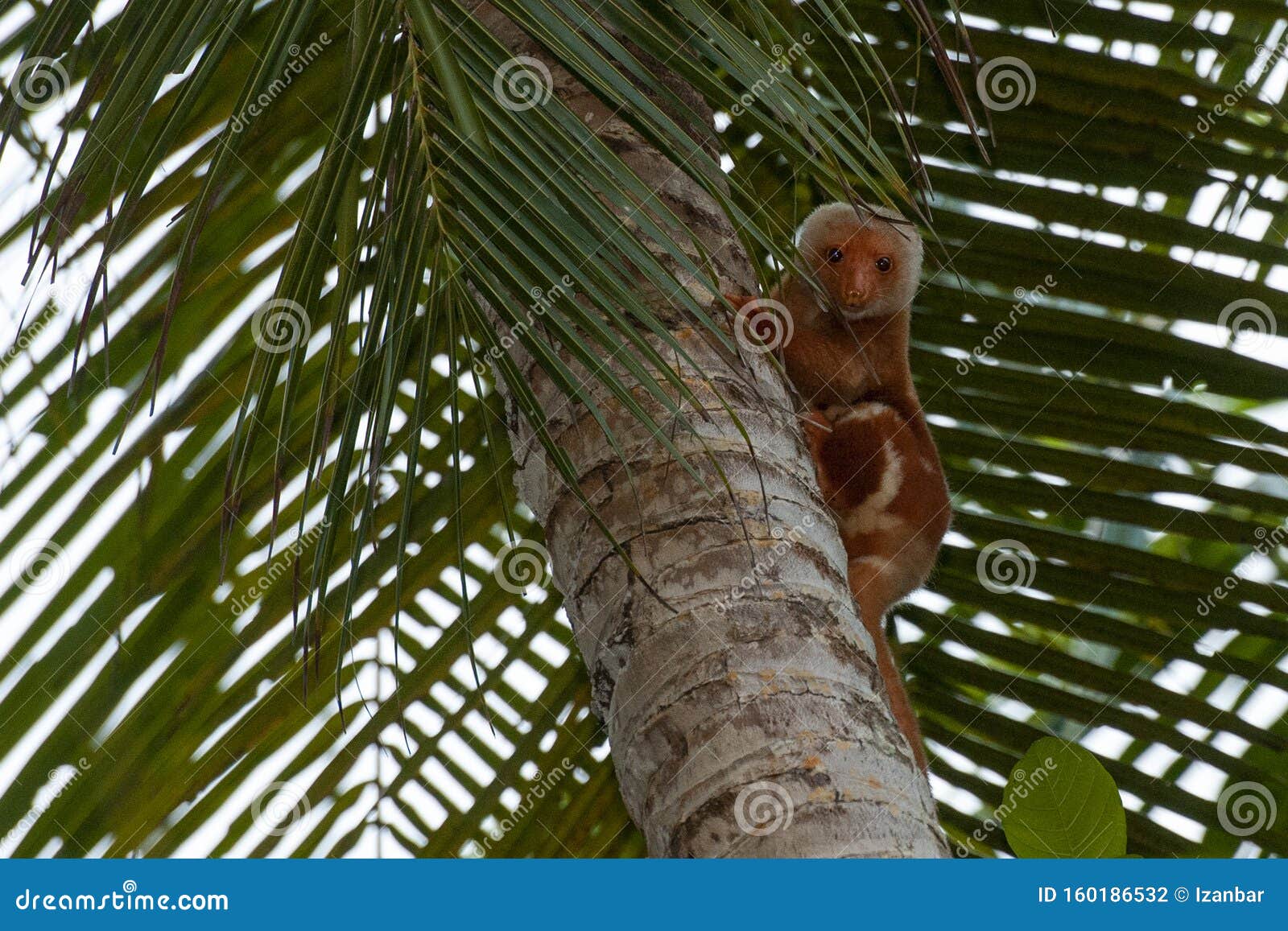 Cuscus Indonesian Possum Endemic Monkey Portrait Stock Photo - Image of ...