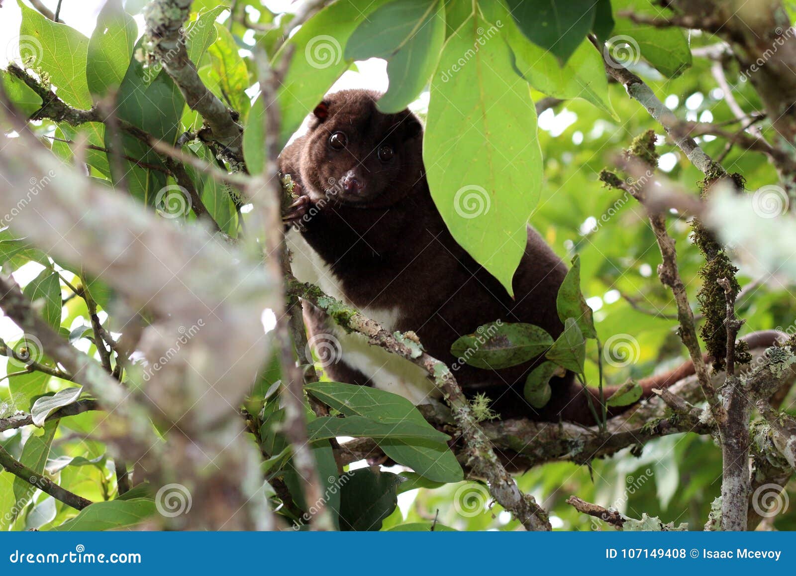 Cuscus Surrounded by Leaves in Tree Stock Photo - Image of mammal ...