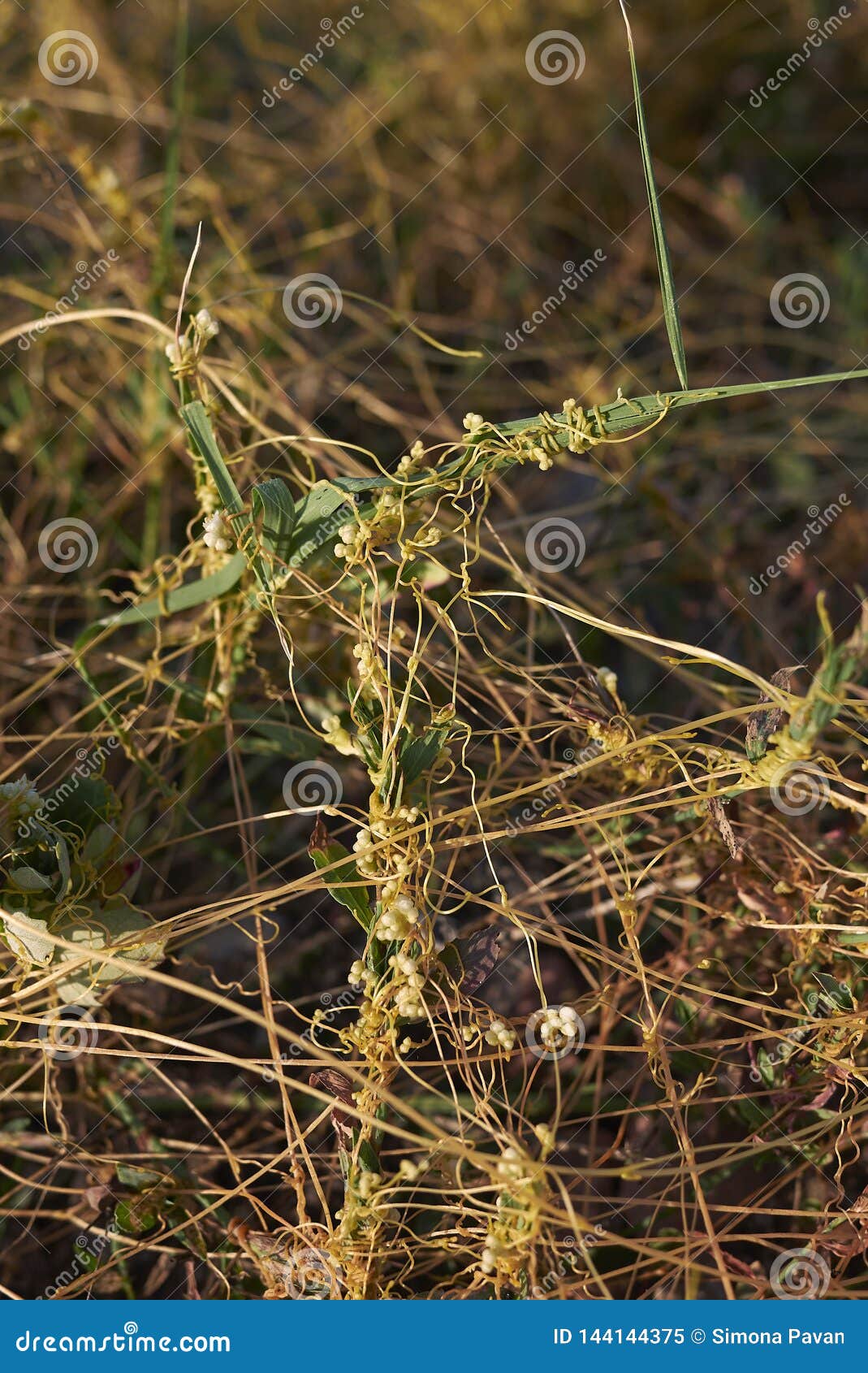 Cuscuta Campestris Close Up Stock Image - Image of italy, plants: 144144375