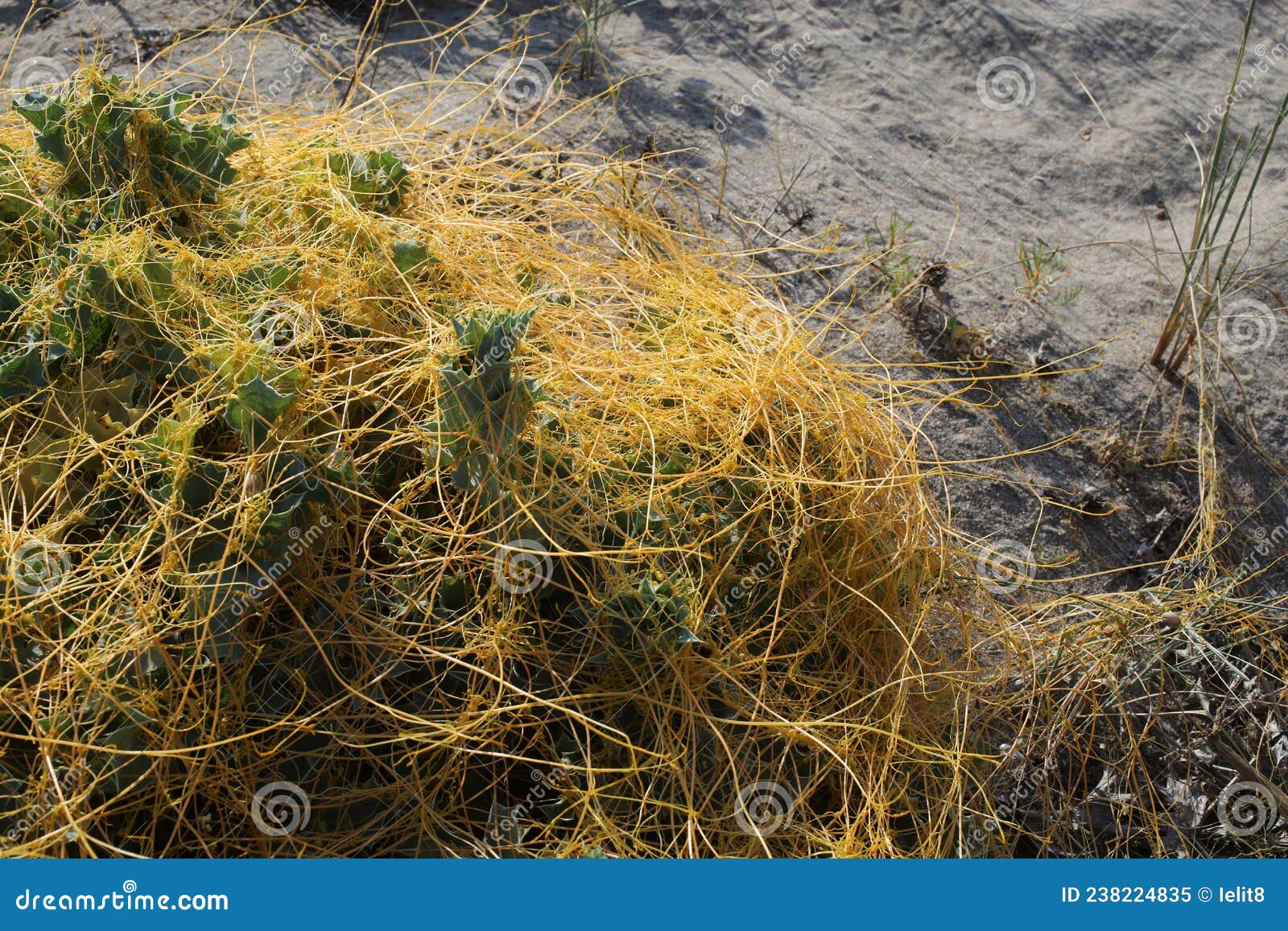Cuscuta Campestris - Wild Plant Shot in the Spring Stock Image - Image ...