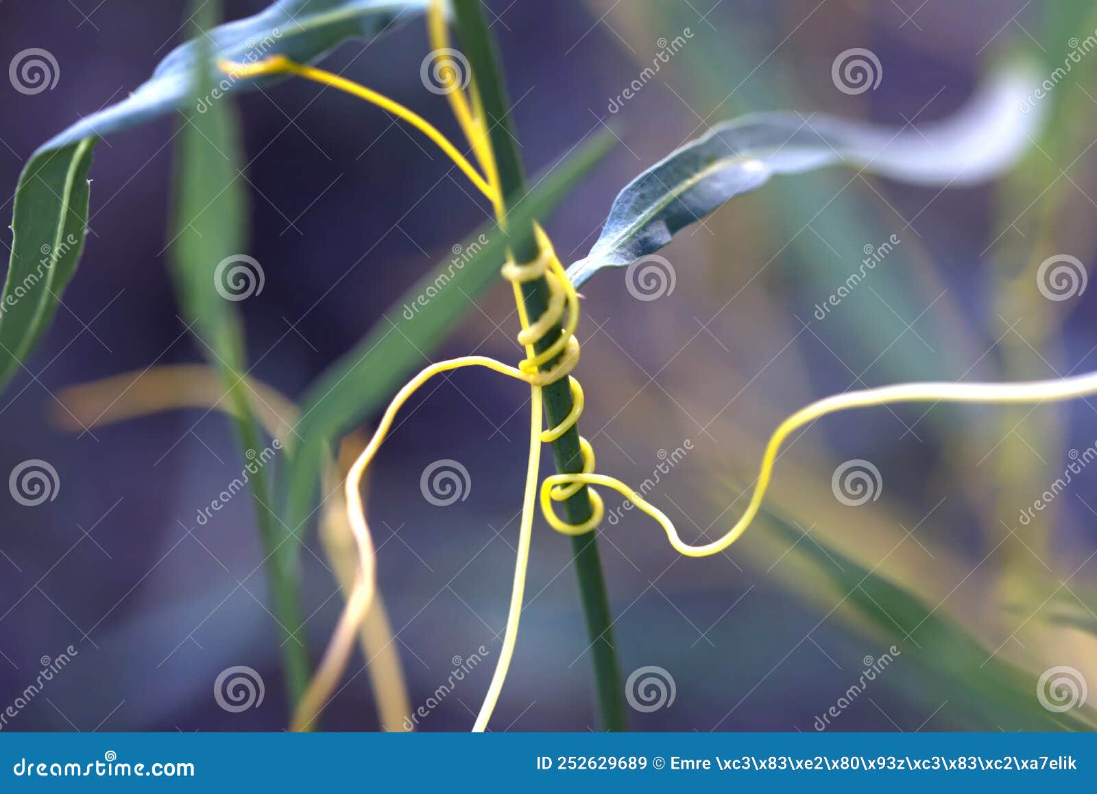 Cuscuta, Dodder, Parasitic Plant Stock Image - Image of environment ...