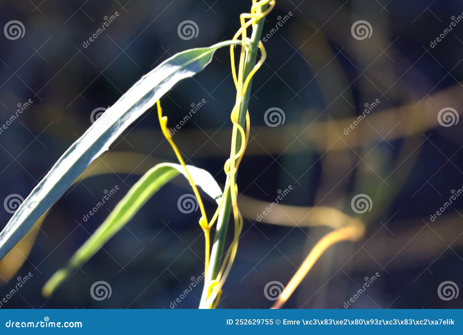 Cuscuta, Dodder, Parasitic Plant Stock Image - Image of beautiful ...