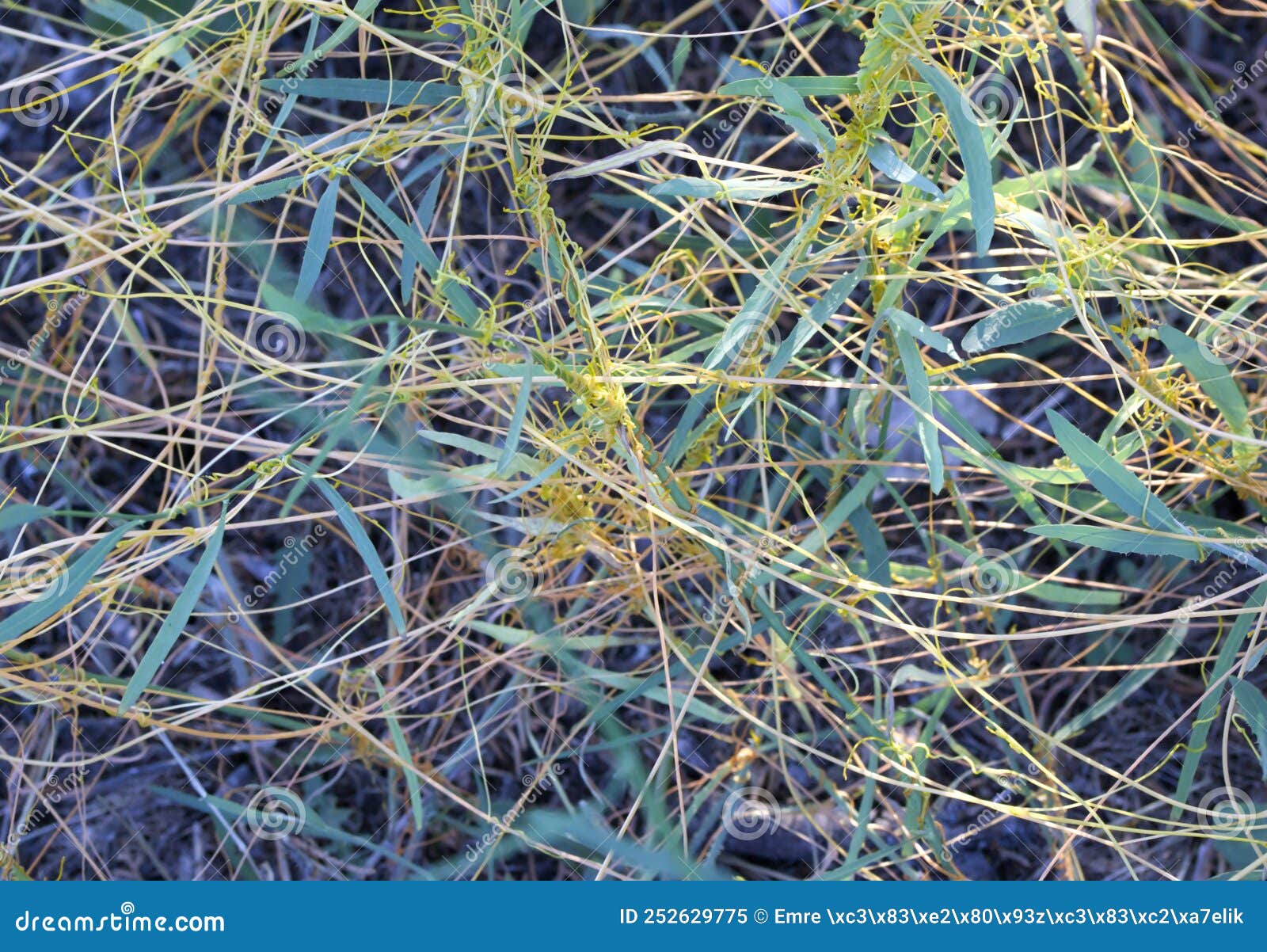 Cuscuta, Dodder, Parasitic Plant Stock Image - Image of fresh, white ...