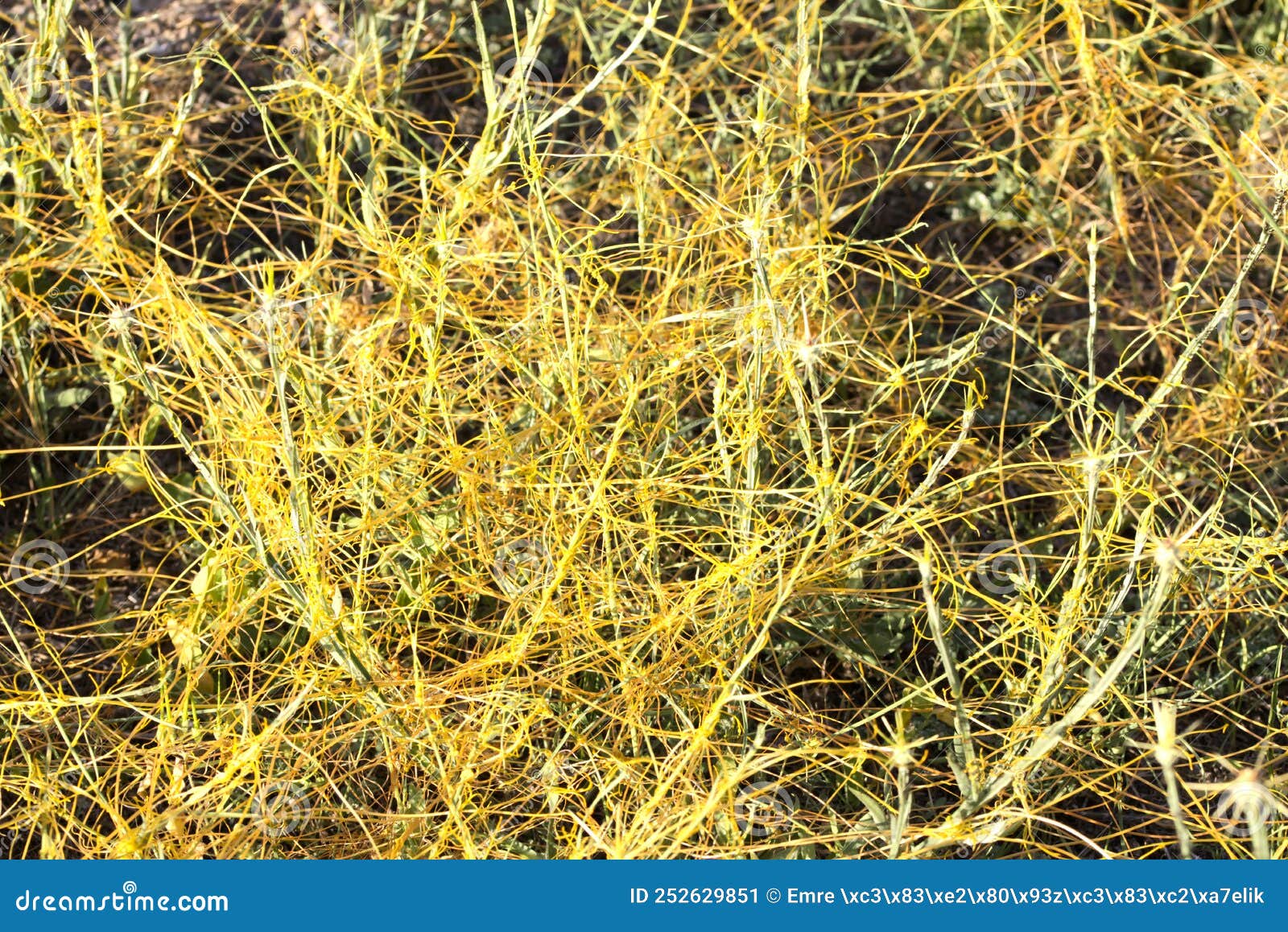 Cuscuta, Dodder, Parasitic Plant On Alfalfa Stock Image | CartoonDealer ...