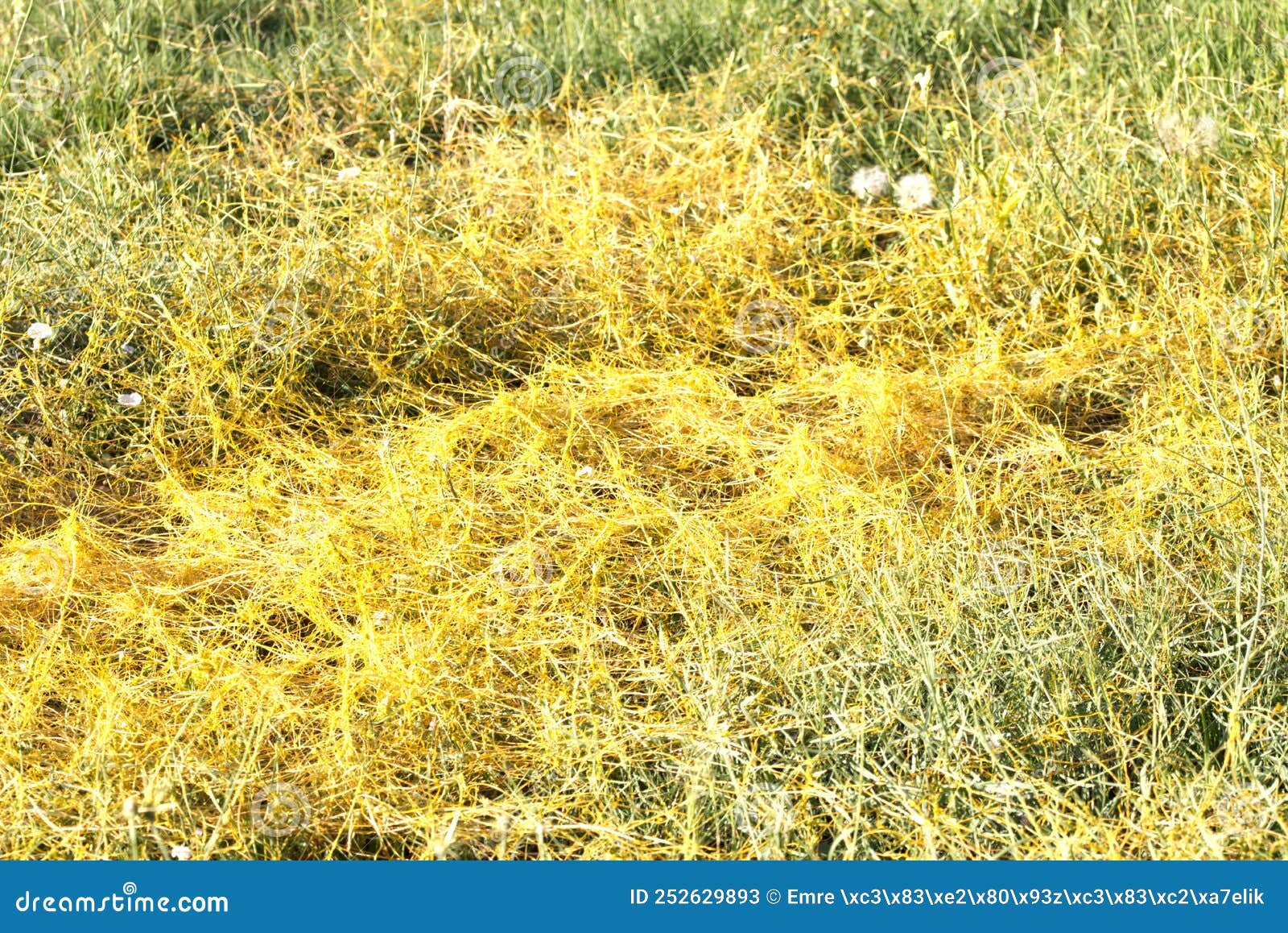 Cuscuta, Dodder, Parasitic Plant Stock Image - Image of yellow, healthy ...