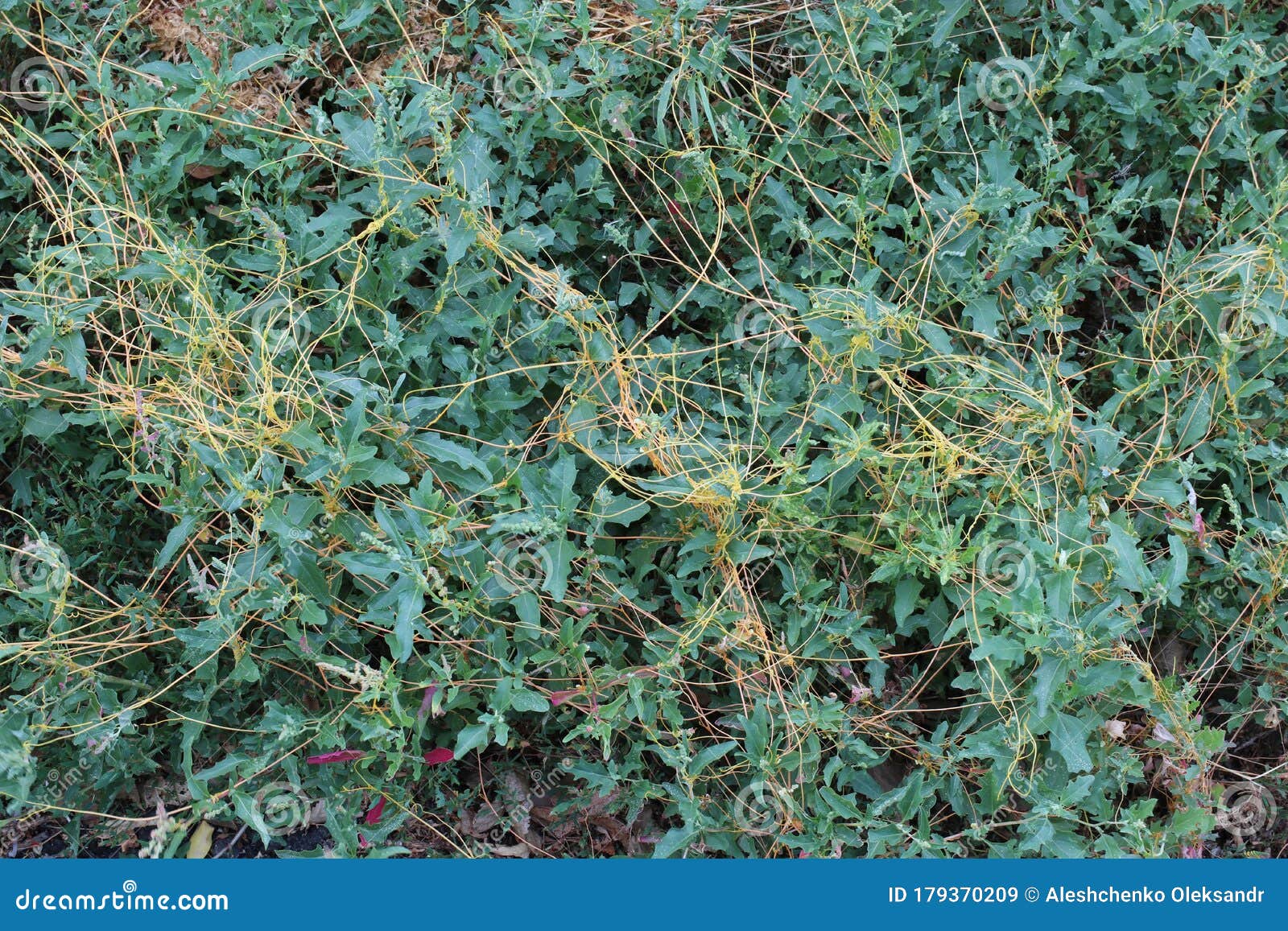 Cuscuta, Dodder, Parasitic Plant On Alfalfa Royalty-Free Stock Image ...