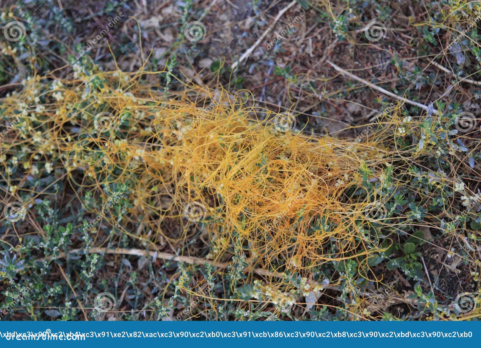 Cuscuta Dodder Strangle Weed Devil S Guts Stock Image - Image of ...