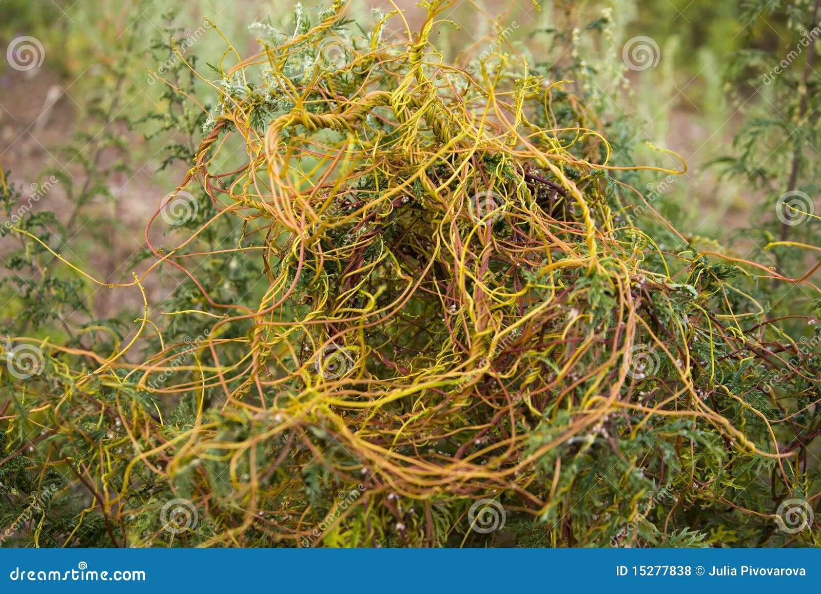 Cuscuta Europaea / Cuscutaceae Stock Photo - Image of plant, herbal ...
