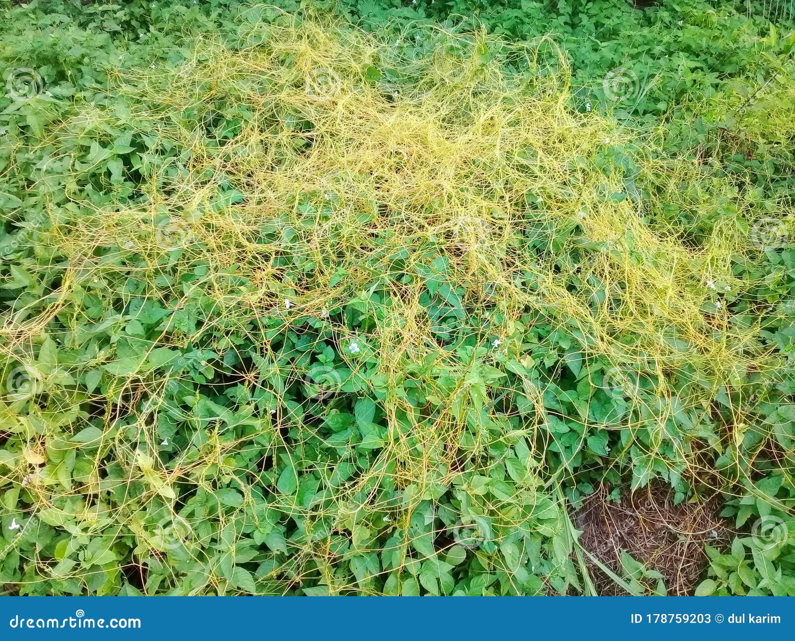 Cuscuta sp is useful plant stock image. Image of cuscuta - 178759203