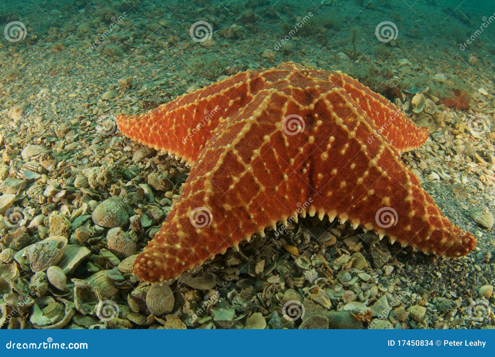 Cushion Sea Star stock photo. Image of angelfish, caribbean - 17450834