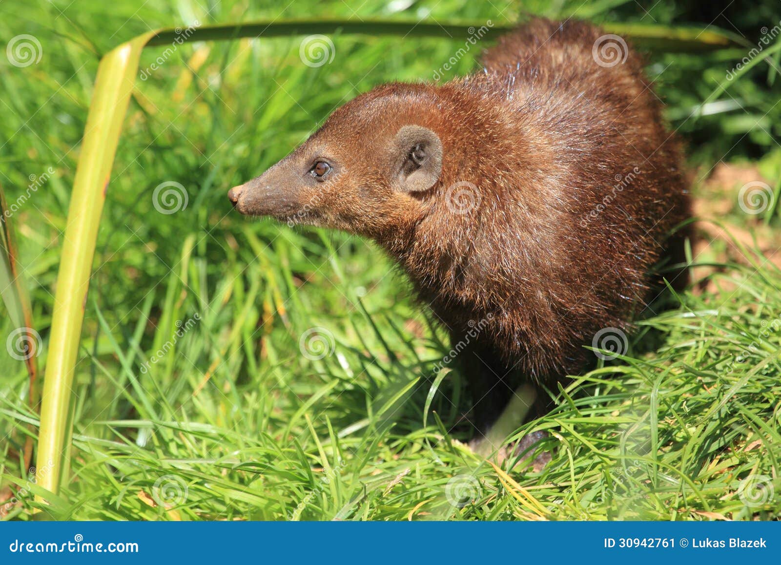 Common Cusimanse, Crossarchus Obscurus, The Long-nosed Kusimanse Or ...